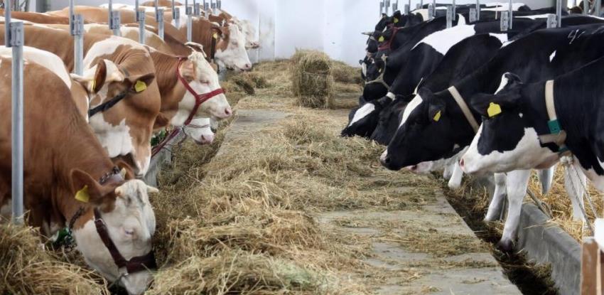Proizvodi od mlijeka i starter kulture - Akta.ba