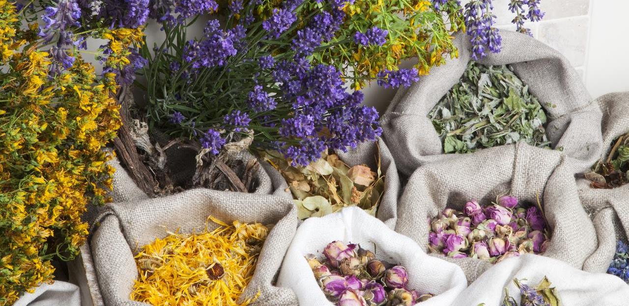 Zahvaljujući podneblju rasta, ljekovito bilje iz Hercegovine među ...