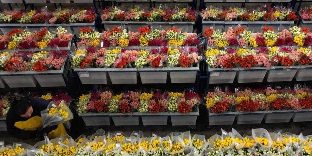 Koja zemlja je glavna uvoznica cvijeća u BiH - Akta.ba Vijesti